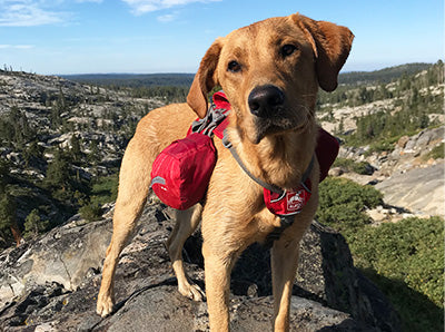 Healthy Dog Protein Bars | Power Bar for Active Dogs - Big Sky Products